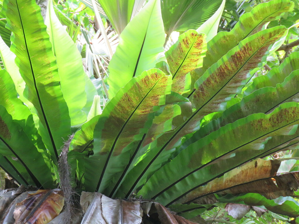 Bird's Nest Fern from Maui County, HI, USA on June 13, 2022 at 01:00 PM ...