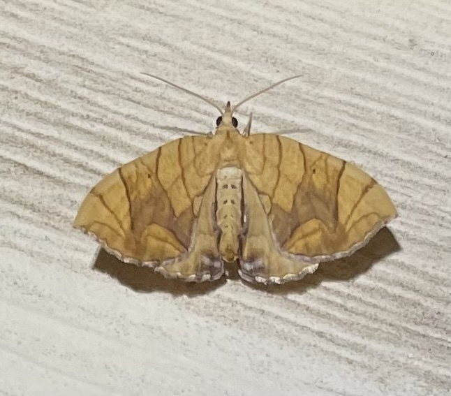 Grapevine Looper Moths in July 2022 by betsy_c · iNaturalist