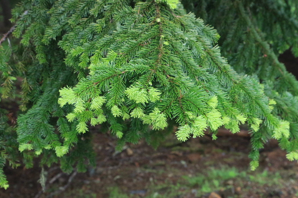 Pacific silver fir from Mount Rainier, Mount Rainier National Park ...