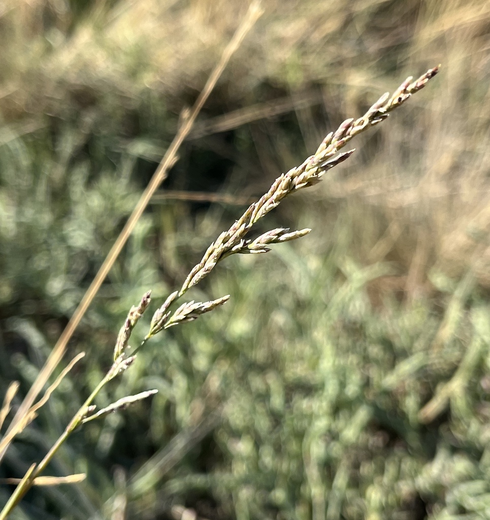alaska alkali grass from Foster City, CA, USA on July 3, 2022 at 06:14 ...