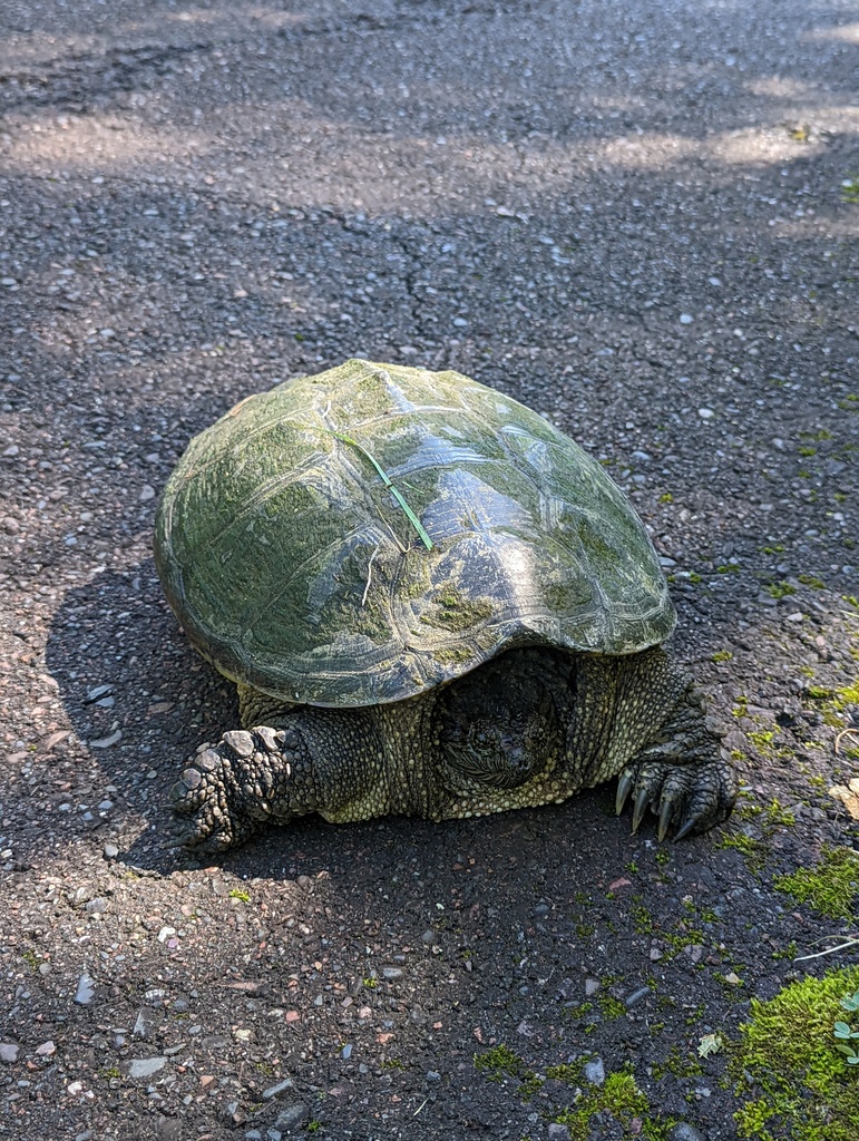 Common Snapping Turtle from Esko, MN, USA on June 30, 2022 at 10:15 AM ...