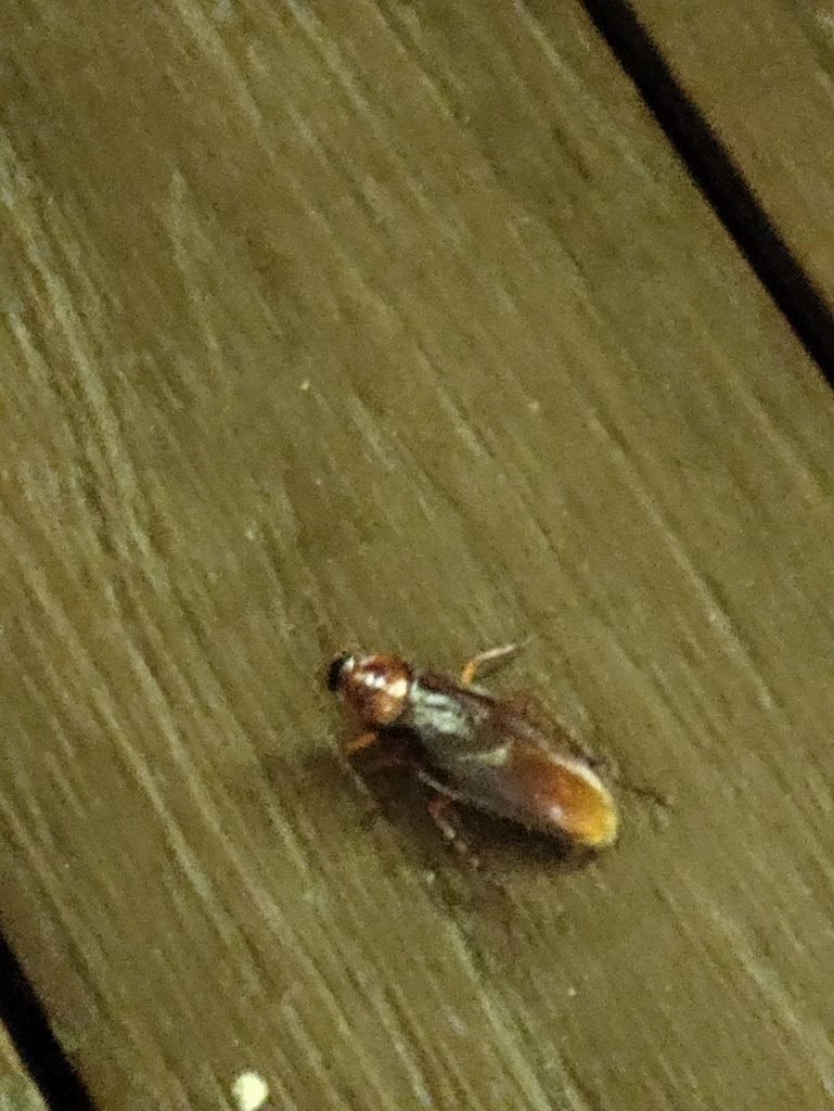 American Cockroach from Punta Cancun, Zona Hotelera, Cancún, Q.R ...