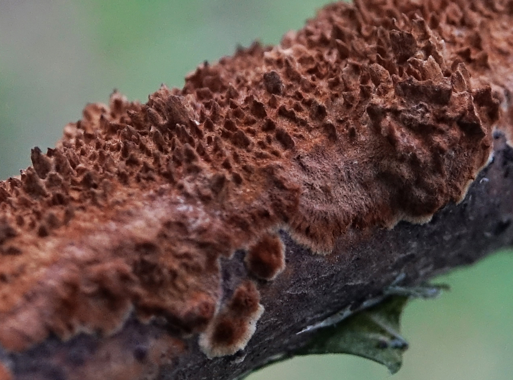 Hymenochaetaceae from Ritchie Cemetery on July 03, 2022 at 10:36 AM by ...