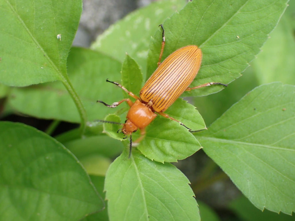 Hemiops flava from 台灣台中市北屯區 on June 28, 2022 at 04:28 PM by 林棋欽 ...