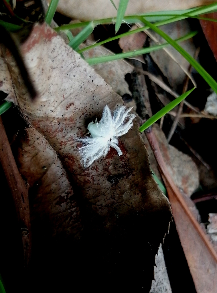 Pochazia from Pingxiang, CN-JX, CN on July 04, 2022 at 10:58 AM by ...