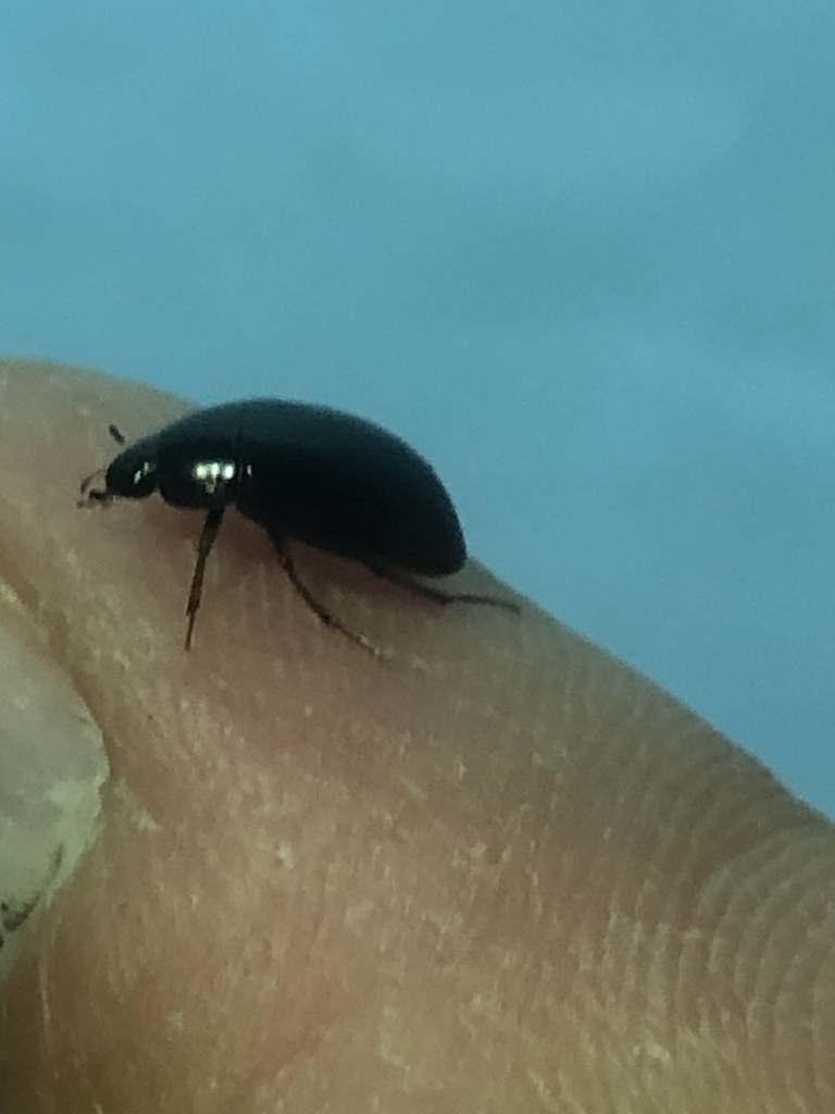 Hydrobius fuscipes from Mann Rd, Middleport, NY, US on July 03, 2022 at ...