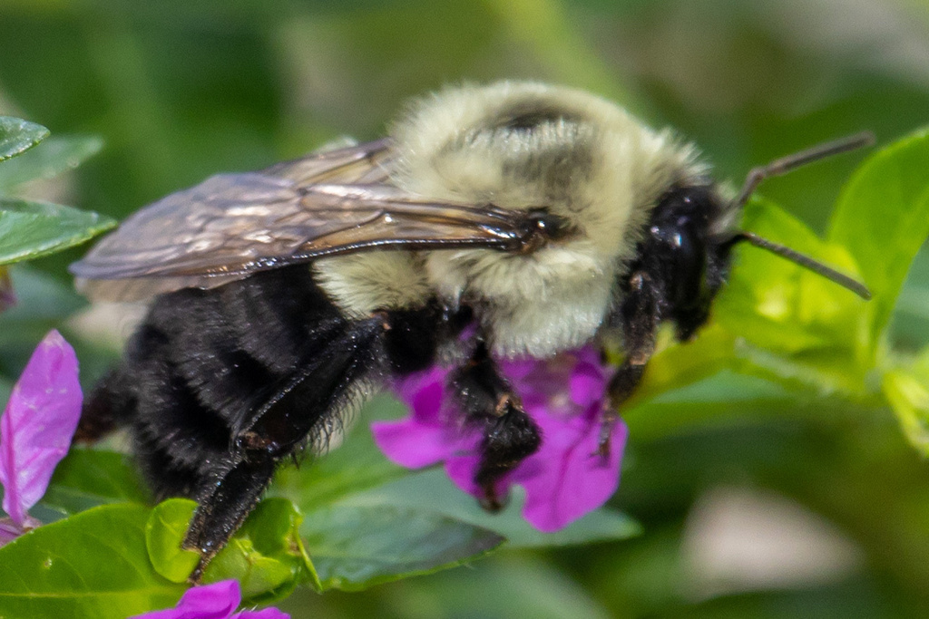 Common Eastern Bumble Bee from Stegall Rd, Carriere, MS, US on July 3 ...