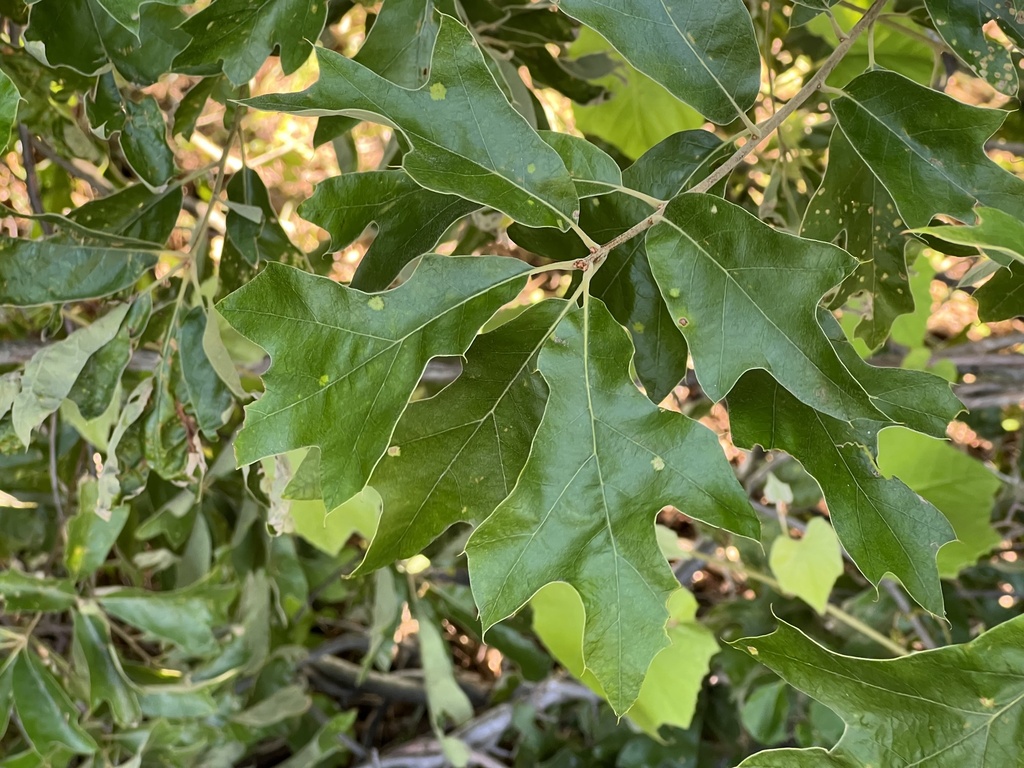 southern red oak from Piscataway Park, Accokeek, MD, US on June 25 ...