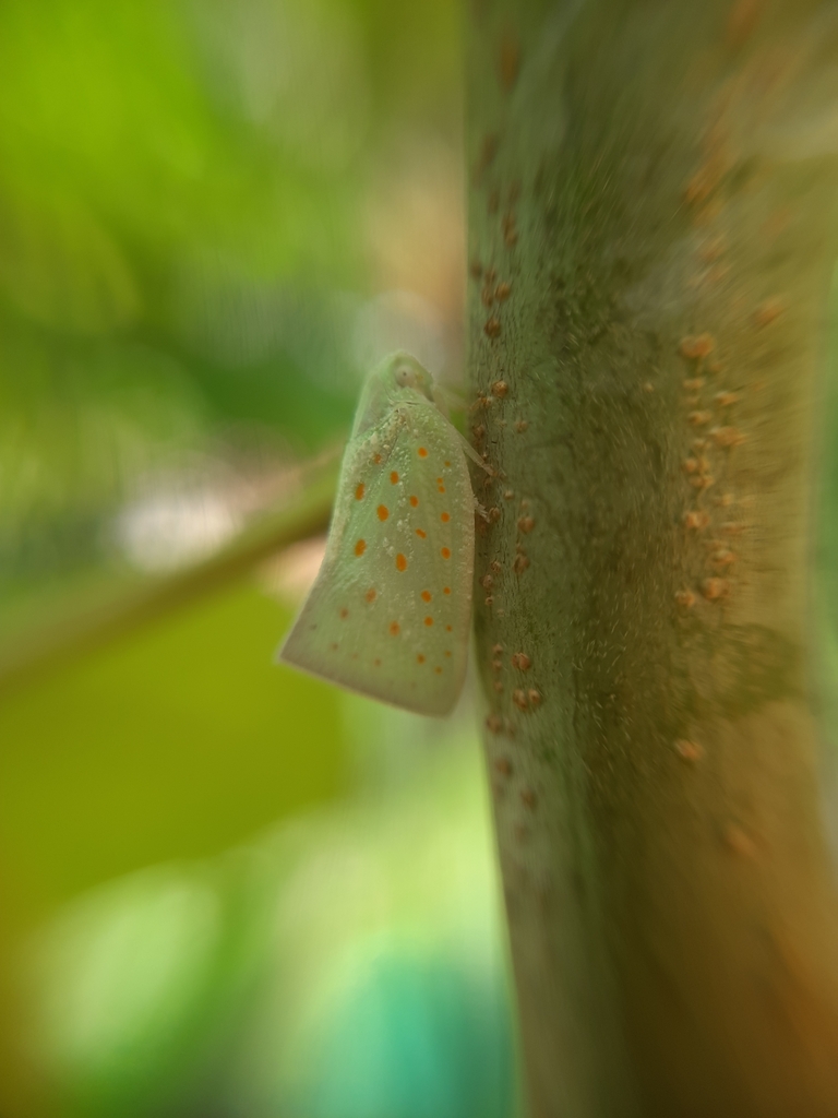 Flata stellaris from Arandara, Sri Lanka on July 4, 2022 at 09:23 AM by ...