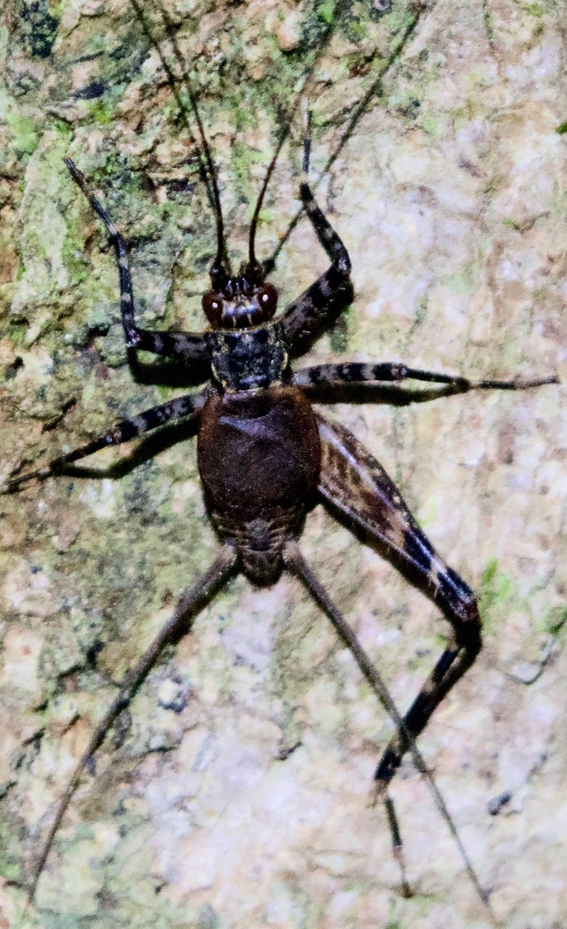 Spider Crickets and Allies from Limón Province, Costa Rica on June 17 ...