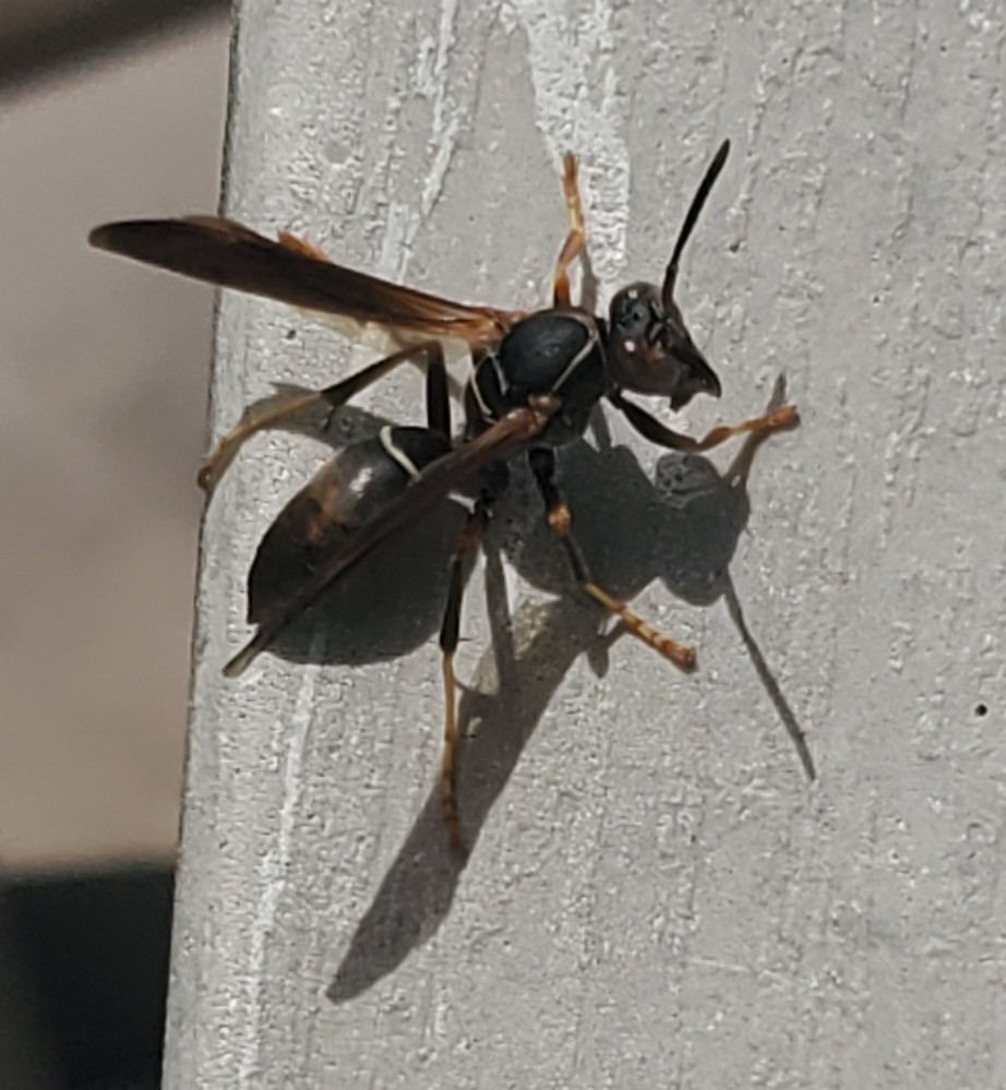 Northern Paper Wasp from Salem, NH 03079, USA on July 3, 2022 at 12:01 ...