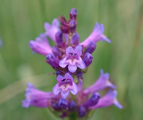 Observations by mtash · iNaturalist