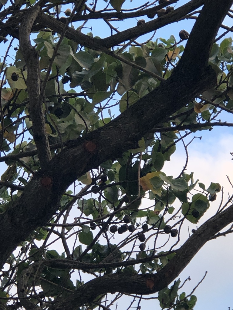 Portia tree from Oʻahu, Kāneʻohe, HI, US on July 03, 2022 at 06:48 PM ...