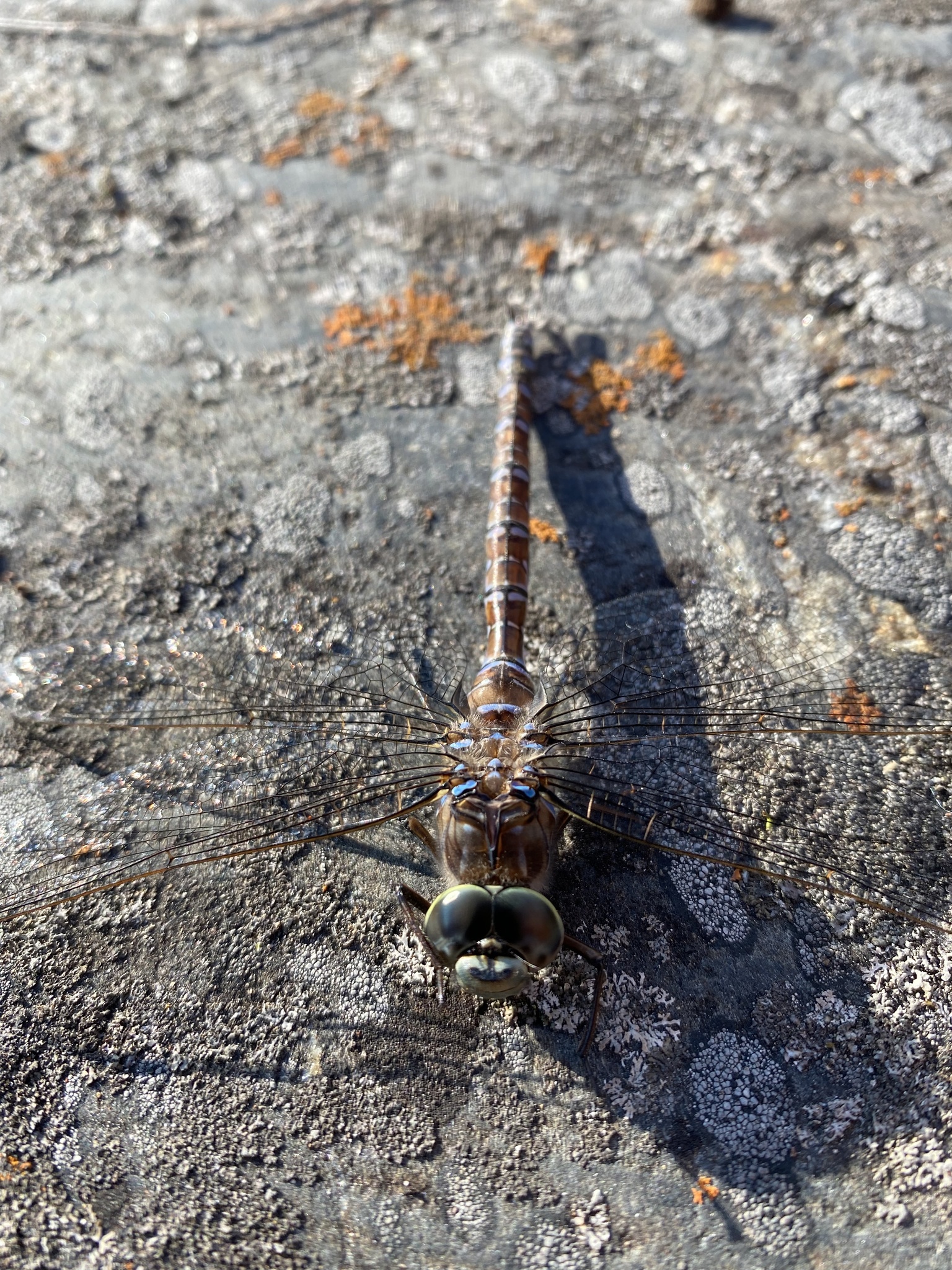 Aeshna eremita Scudder, 1866