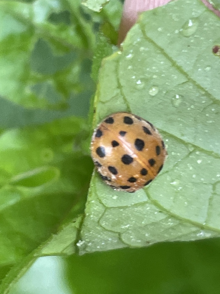 Hadda Beetle from Glendinning Rd, Ravenshoe, QLD, AU on July 04, 2022 ...