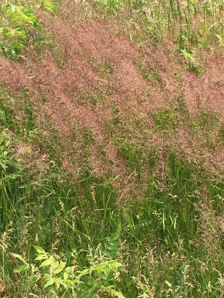 redtop (Agrostis gigantea) - Botanical Realm