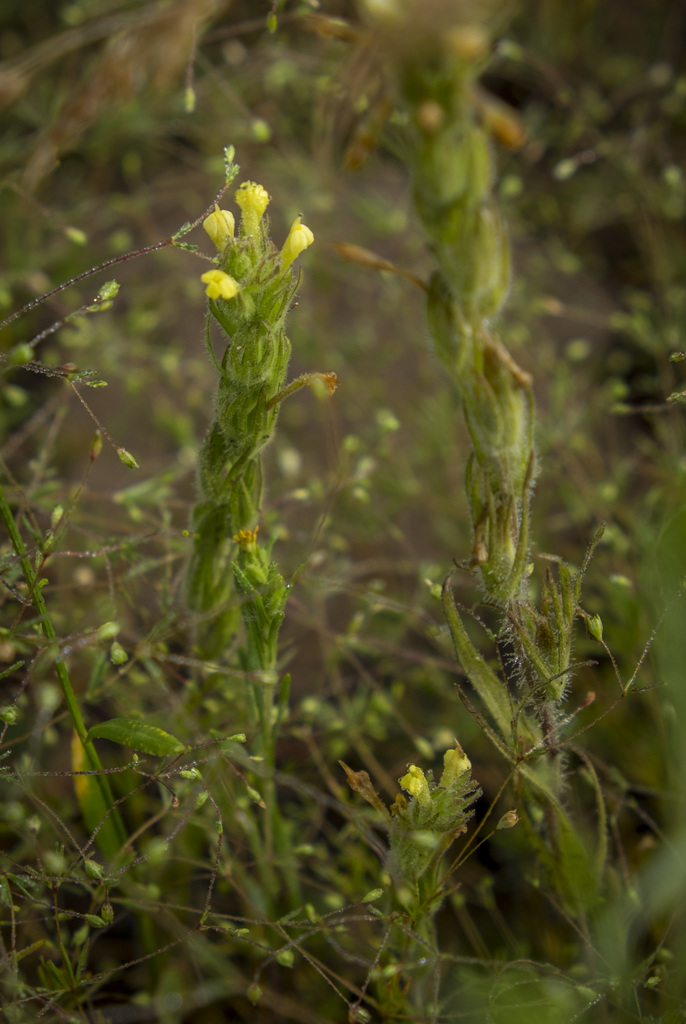 Hairy Owl's-clover ((Most) Wildflowers of Sagehen Creek Basin, CA ...