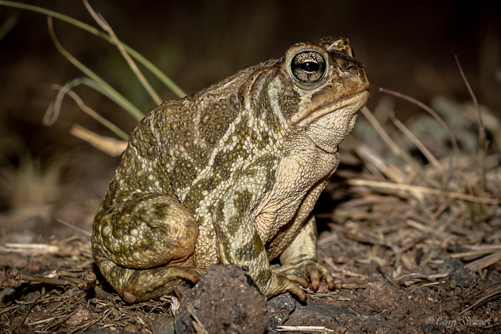 Great Plains Toad from Prescott, AZ, USA on June 26, 2022 at 08:58 PM ...
