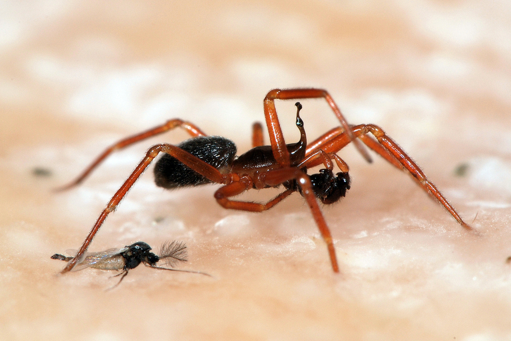 Periscope Dwarf Spider from 26215 Wiefelstede, Deutschland on April 02 ...