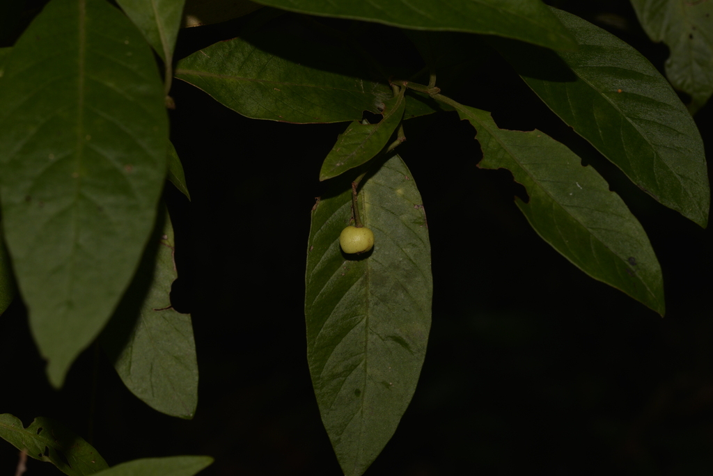 Hairy Psychotria from Karangi NSW 2450, Australia on July 4, 2022 at 12 ...