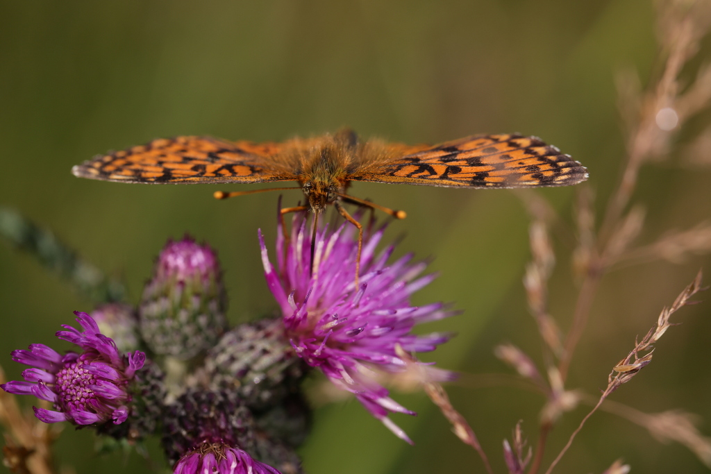 Lesser Marbled Fritillary from Hranice, Czechia on July 02, 2022 at 09: ...