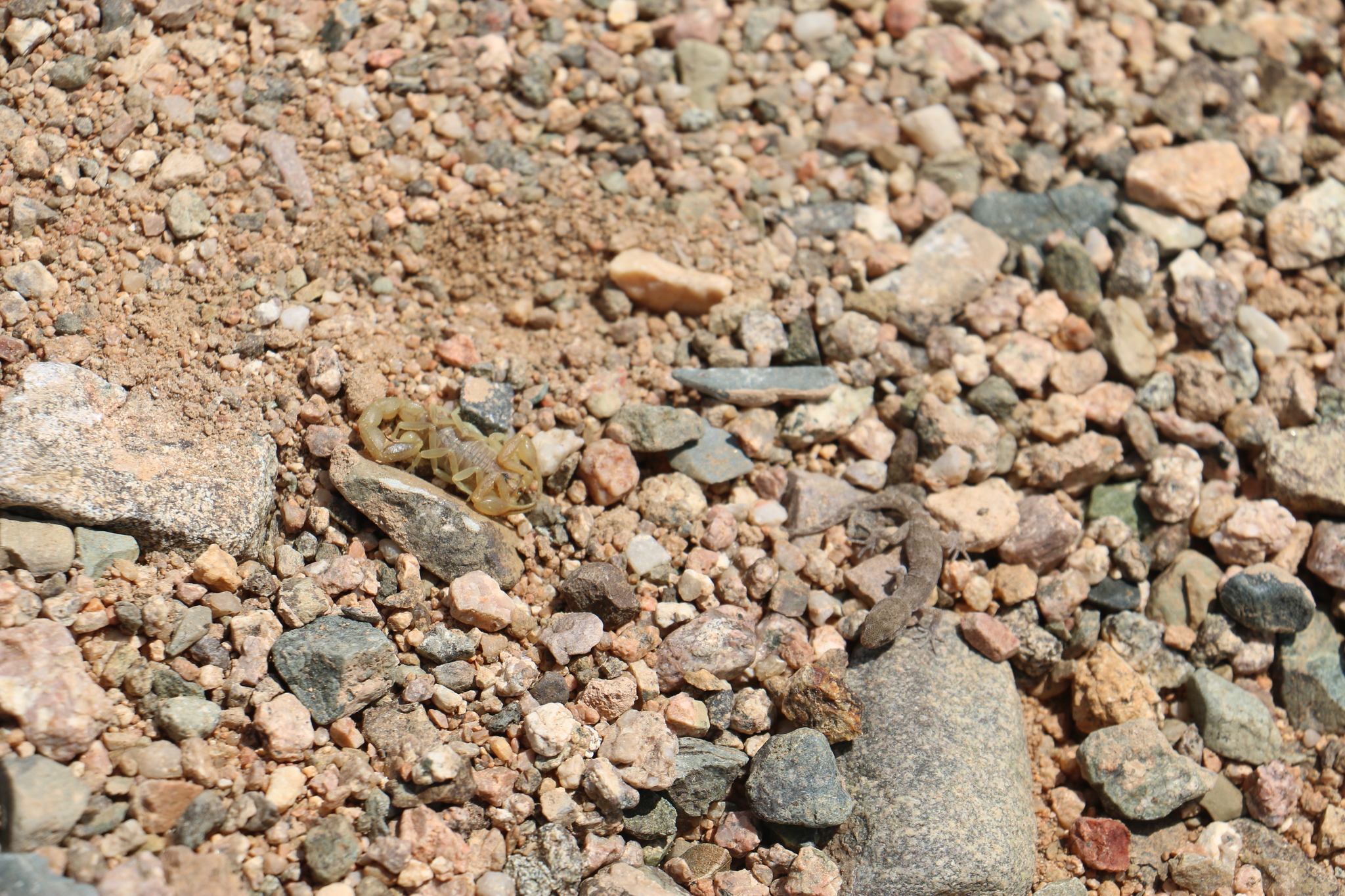 Alsophylax pipiens (Pallas, 1827)