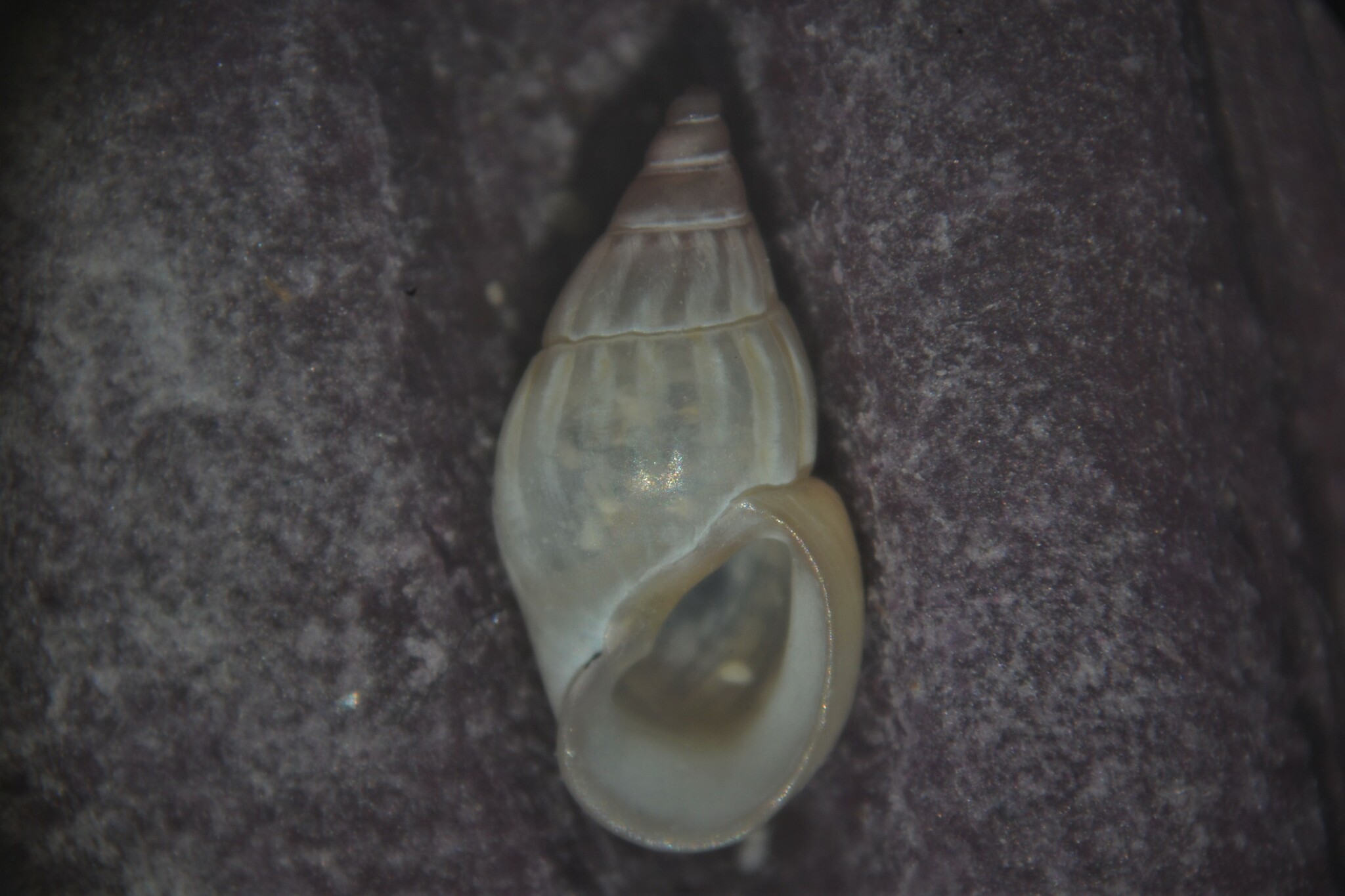 Rissoa membranacea (J.Adams, 1800)