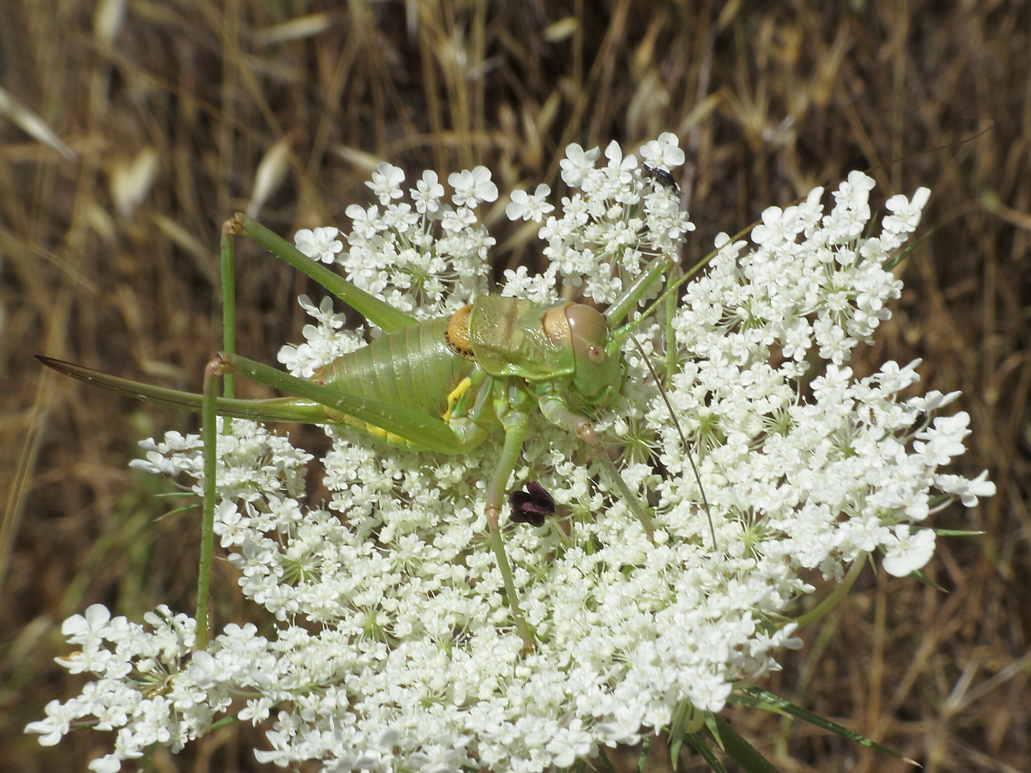 Steropleurus andalusius (Rambur, 1838)