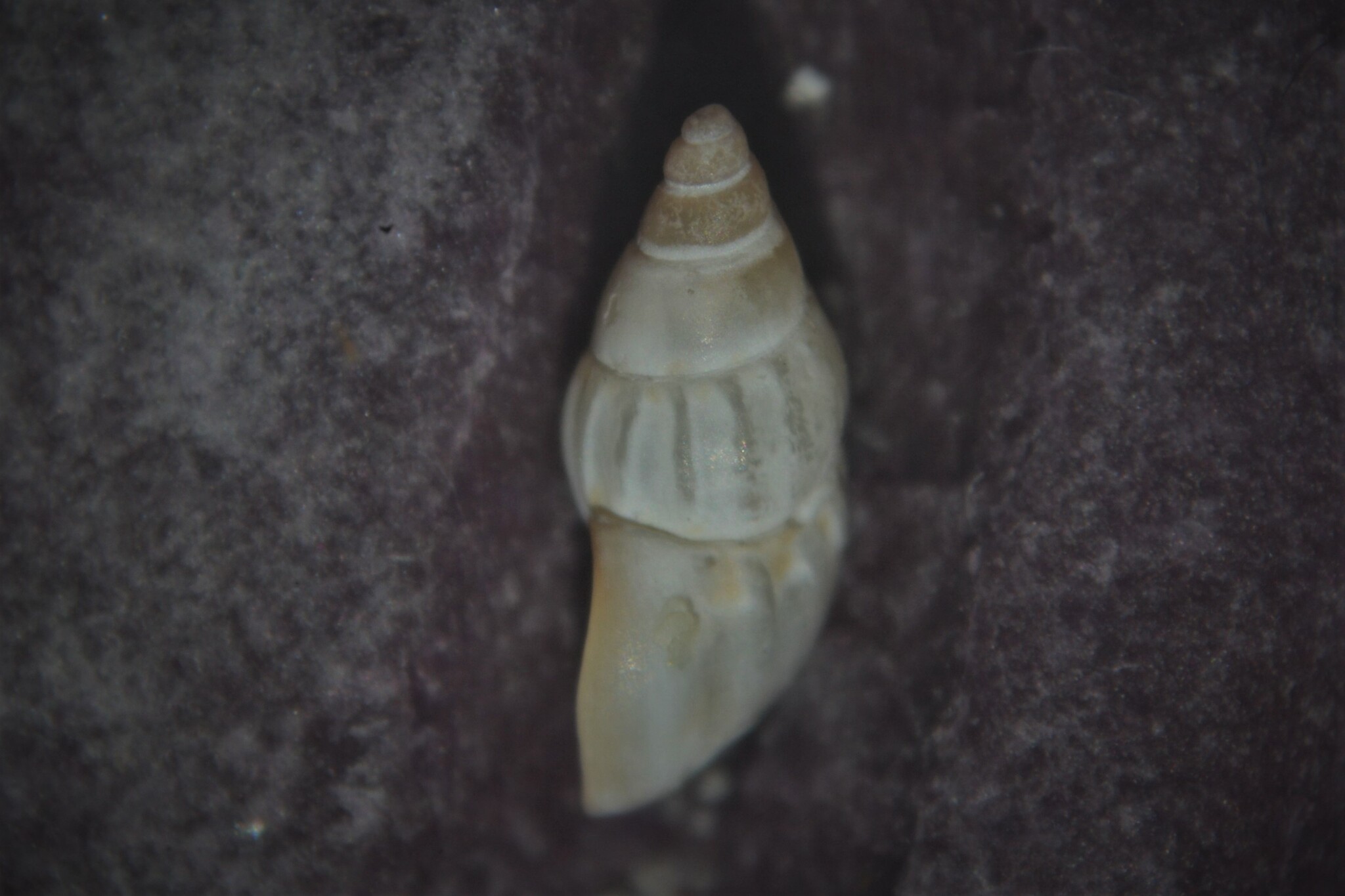 Rissoa membranacea (J.Adams, 1800)