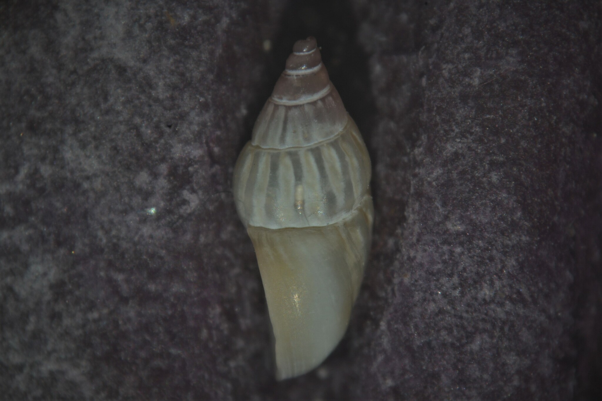 Rissoa membranacea (J.Adams, 1800)