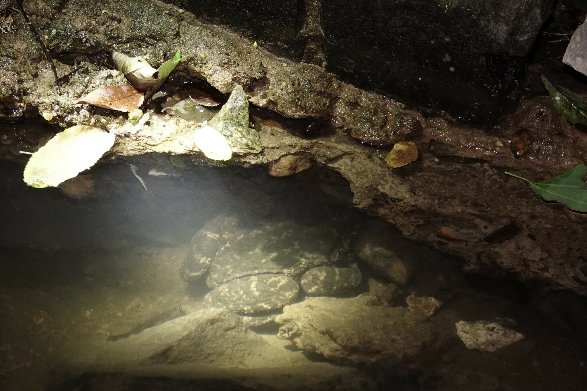 Quasipaa spinosa (David, 1875)