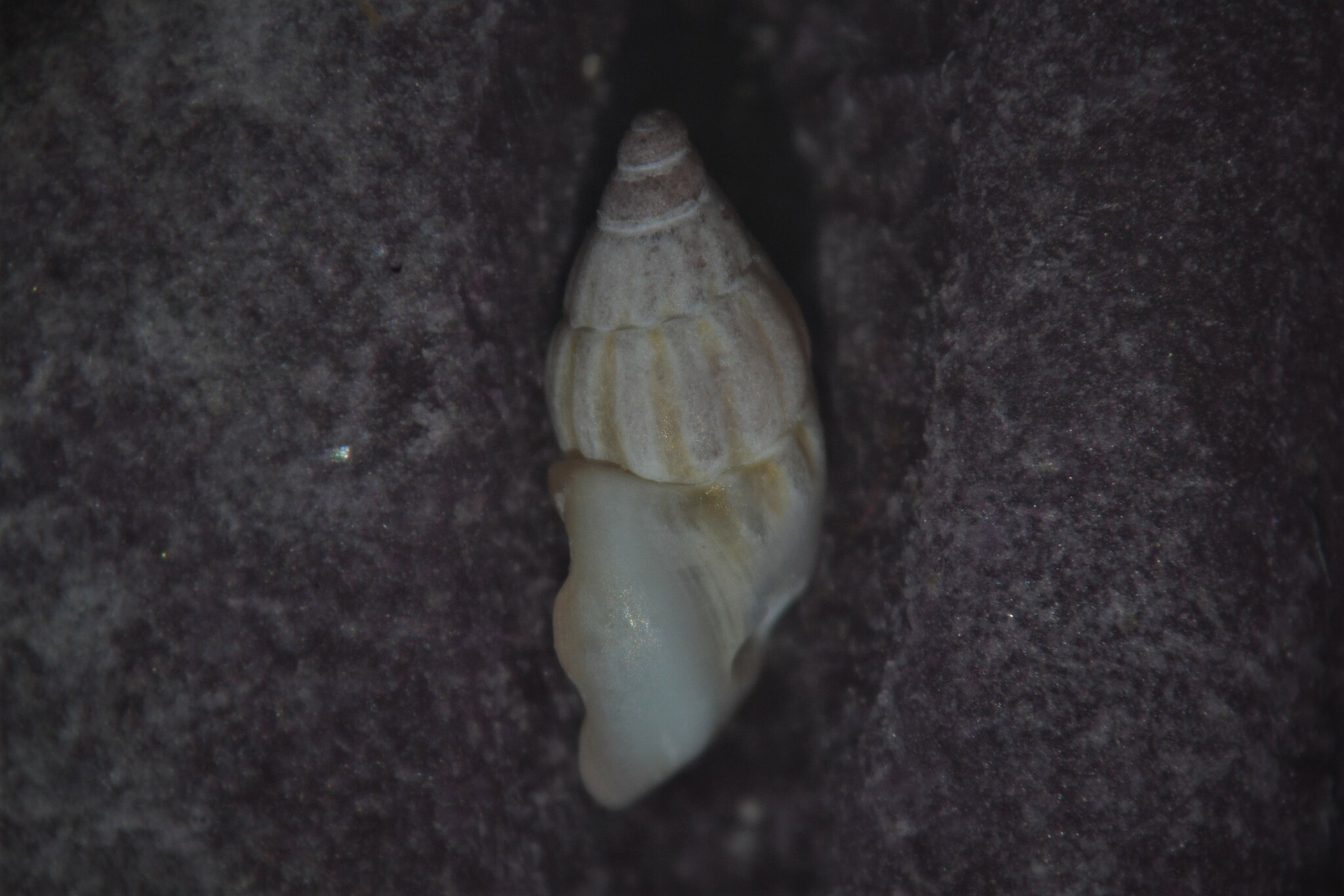 Rissoa membranacea (J.Adams, 1800)