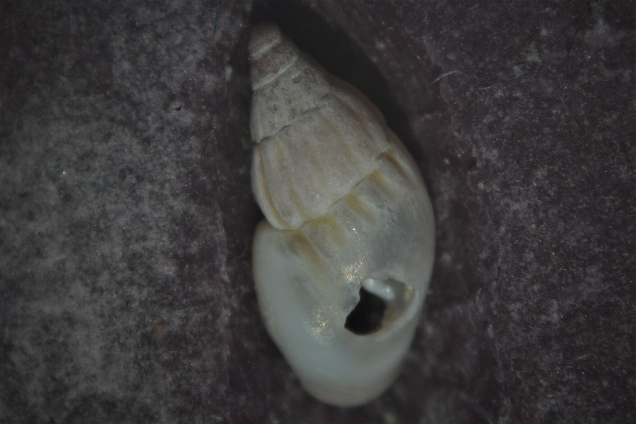 Rissoa membranacea (J.Adams, 1800)