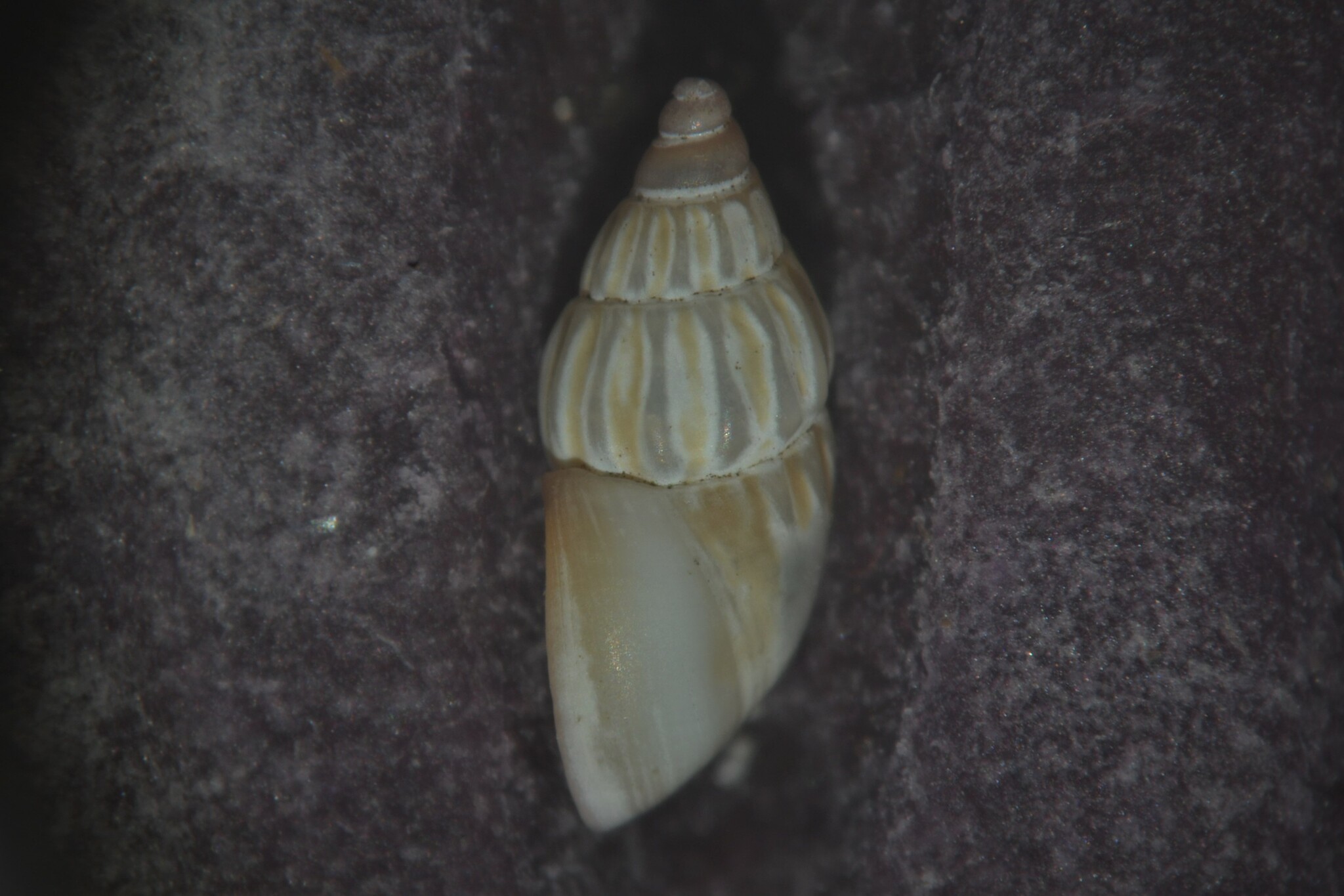 Rissoa membranacea (J.Adams, 1800)