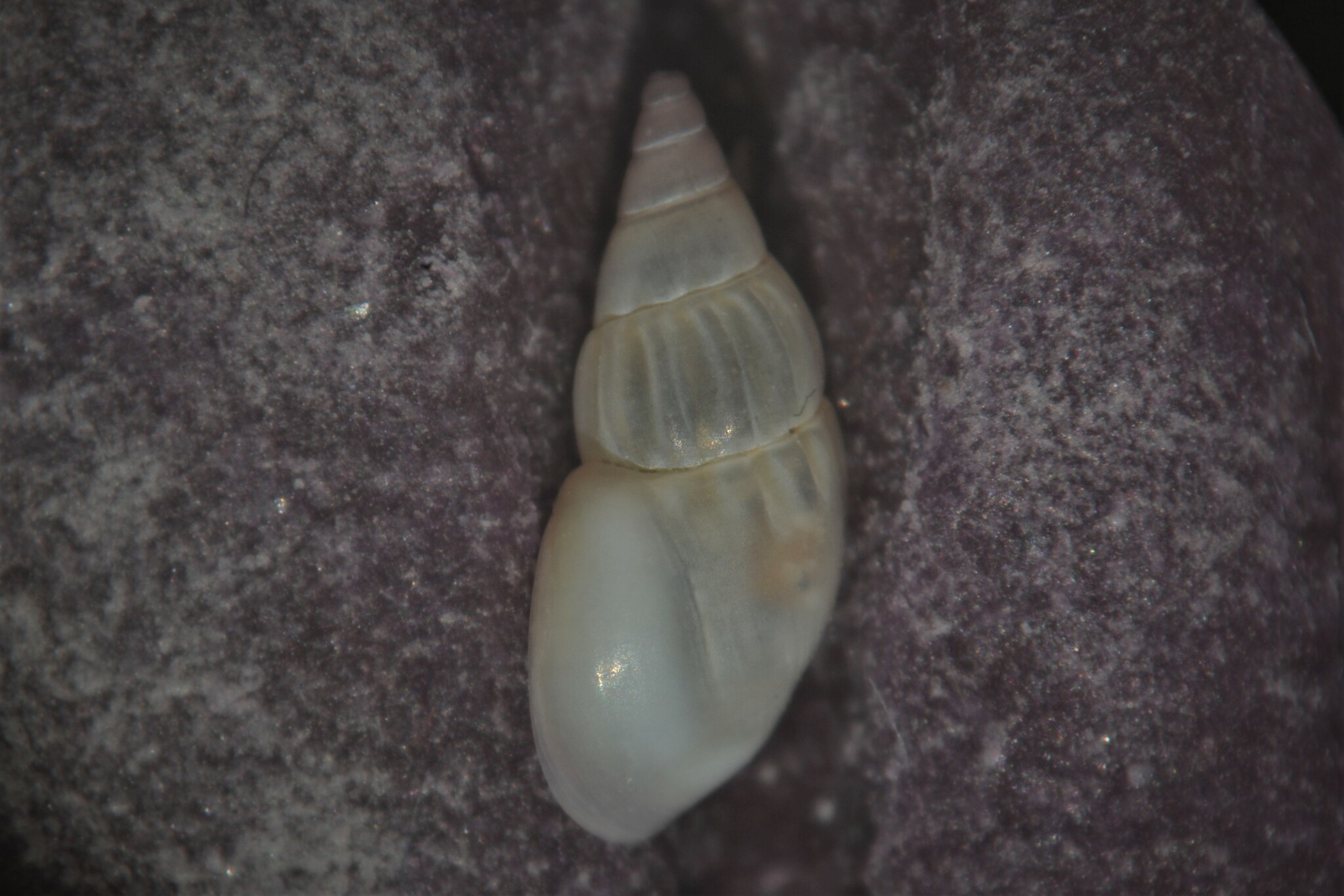 Rissoa membranacea (J.Adams, 1800)