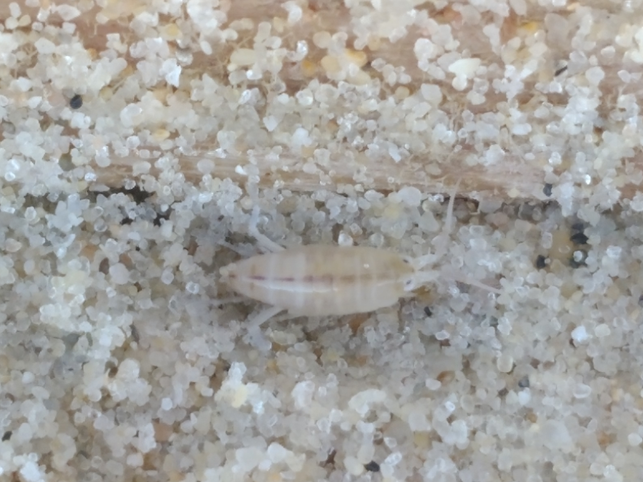 Talitrus saltator (Montagu, 1808)