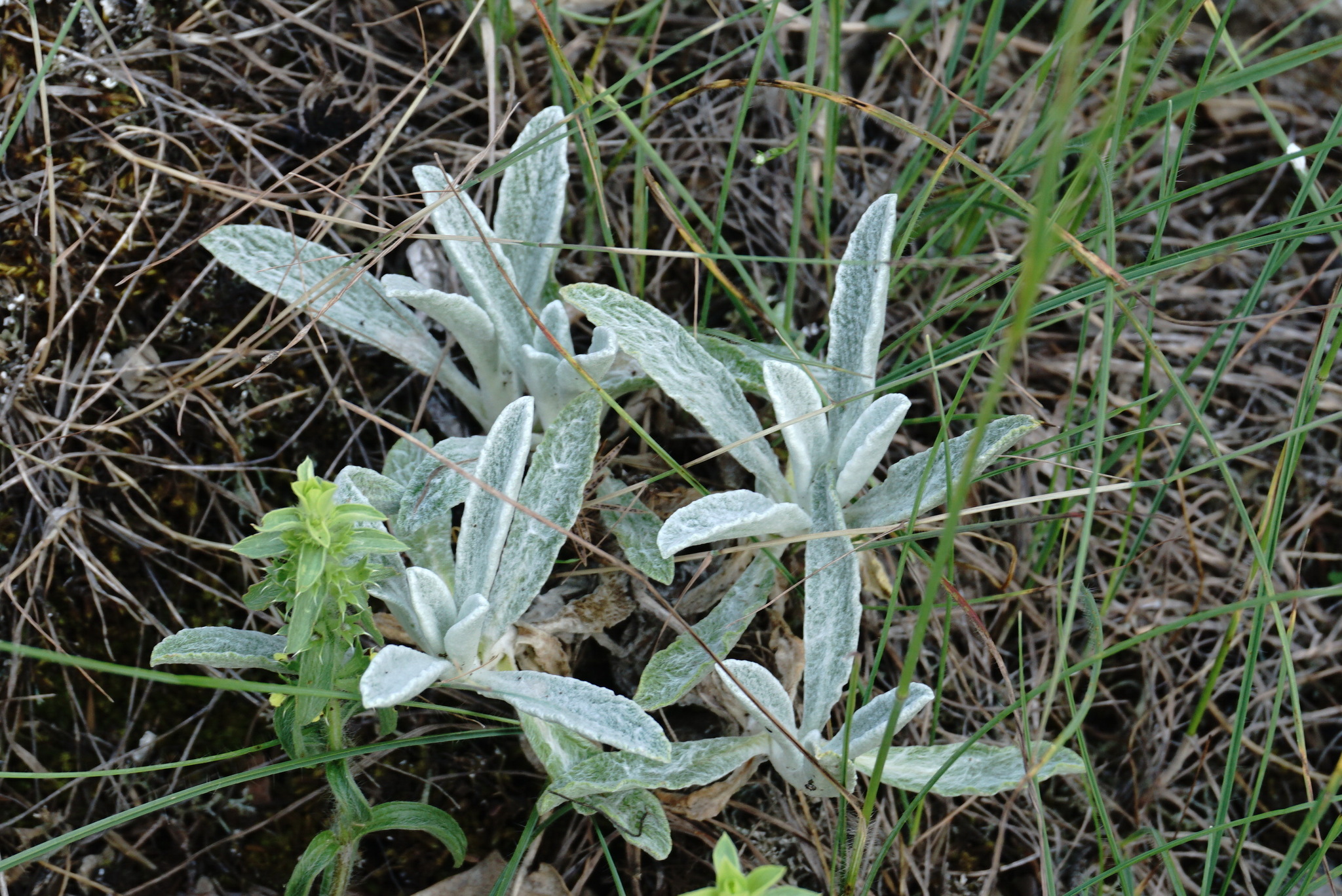 Sideritis taurica Stephan ex Willd.