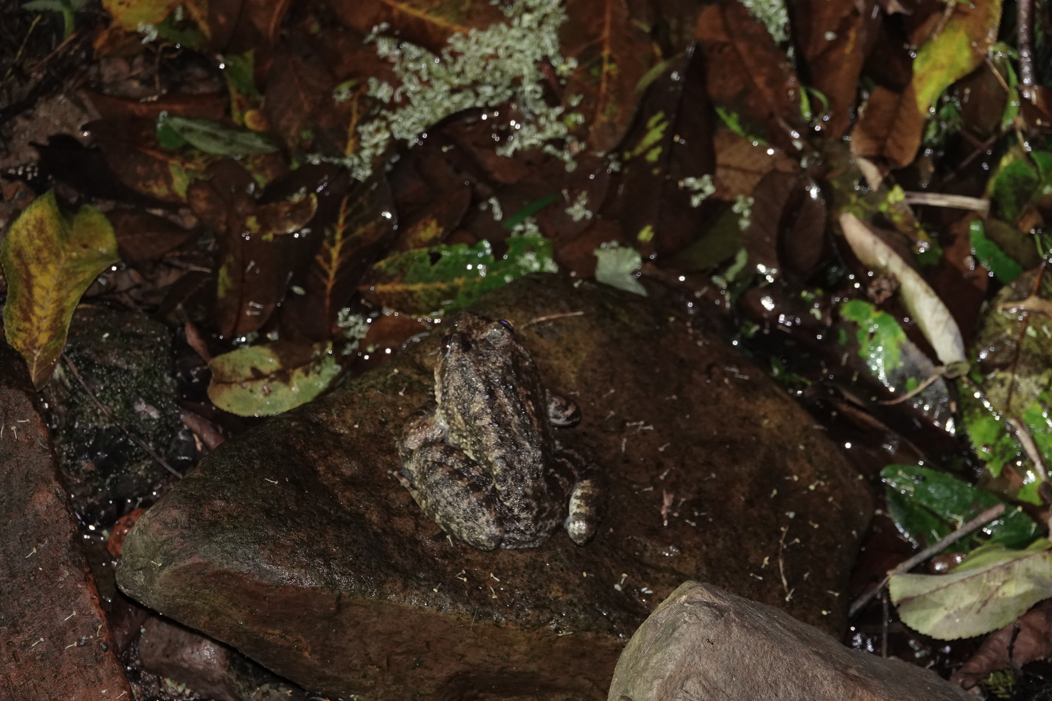 Quasipaa spinosa (David, 1875)