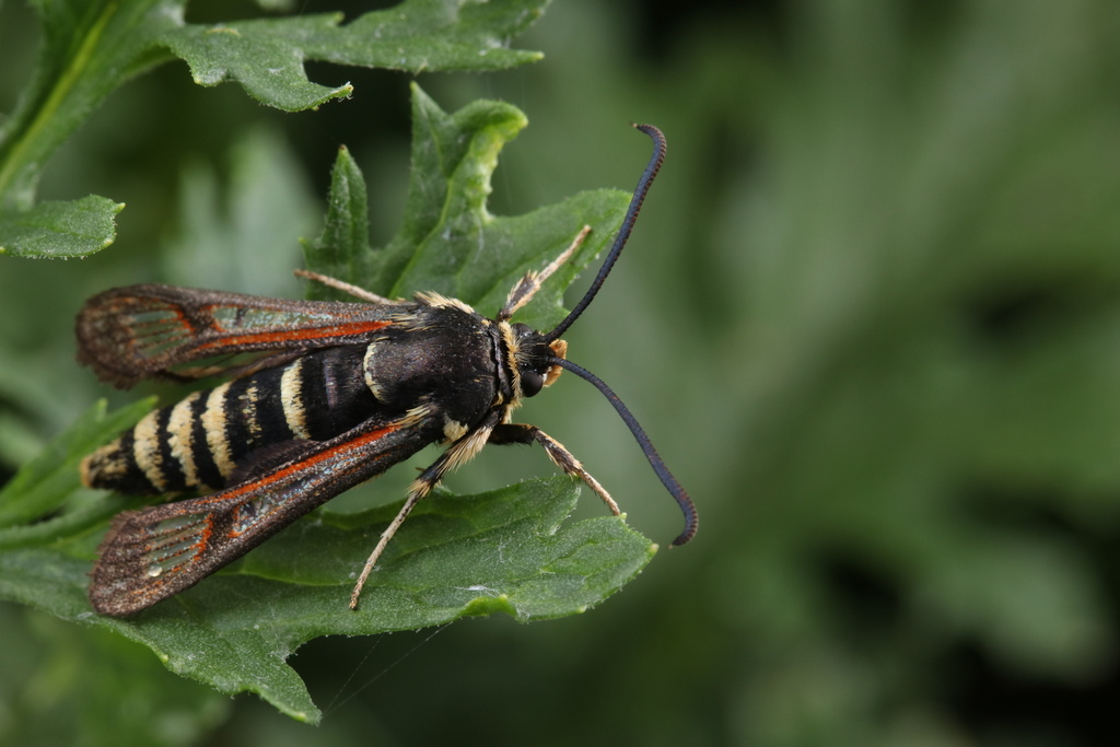 Fireweed Clearwing Moth from Sarah Davis Way, Paradise, NL, CA on July ...