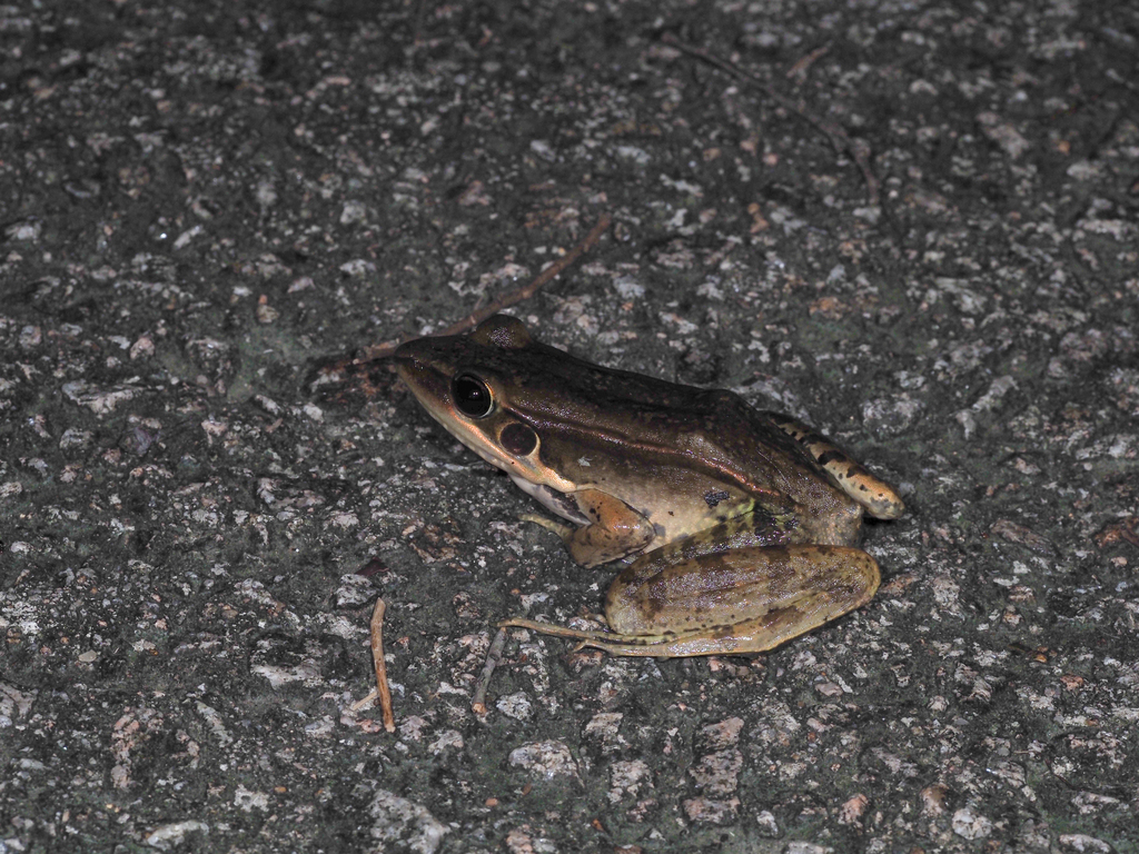 Guenther's Frog in July 2022 by mountaingirlhk · iNaturalist