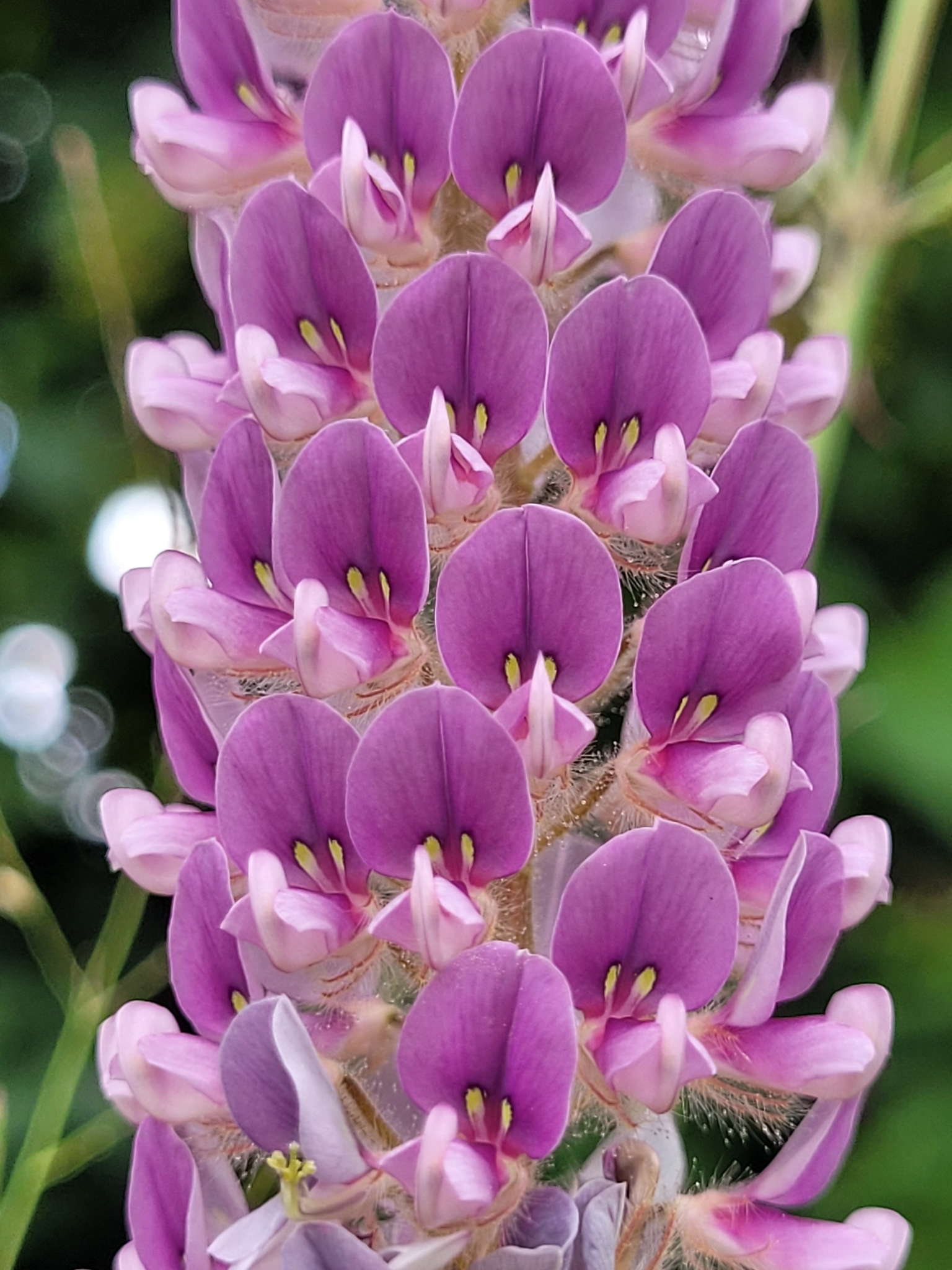 Uraria picta (Jacq.) Desv. ex DC.