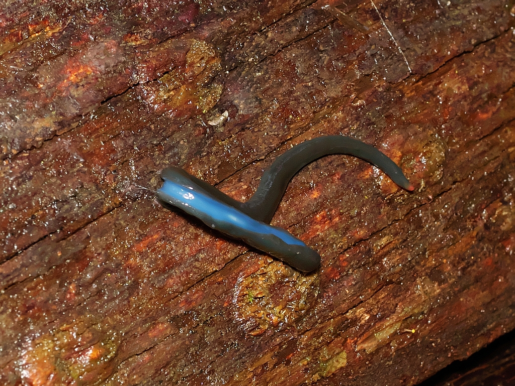 Spencer's flatworm from Seaview VIC 3821, Australia on July 03, 2022 at ...