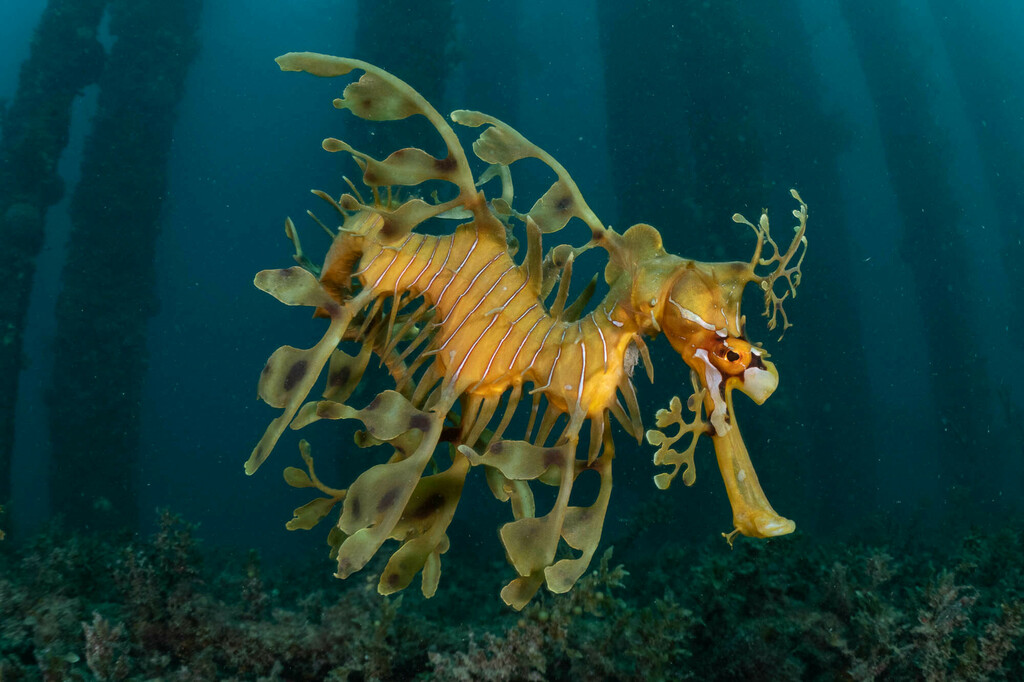 Leafy Seadragon (Phycodurus eques) - Marine Life Identification