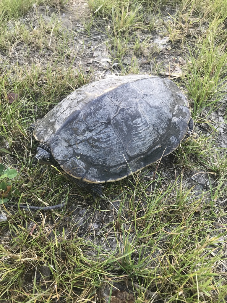 Northern Map Turtle in July 2022 by bmacduff · iNaturalist
