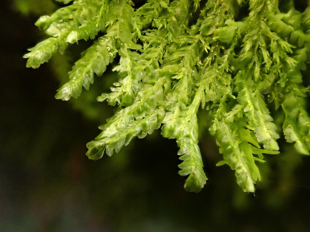Alleniella besseri in July 2022 by Stefan Gey · iNaturalist