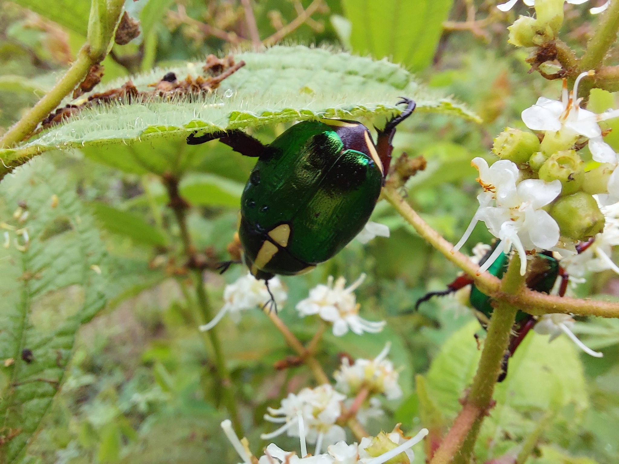 Rutela laeta (Weber, 1801)