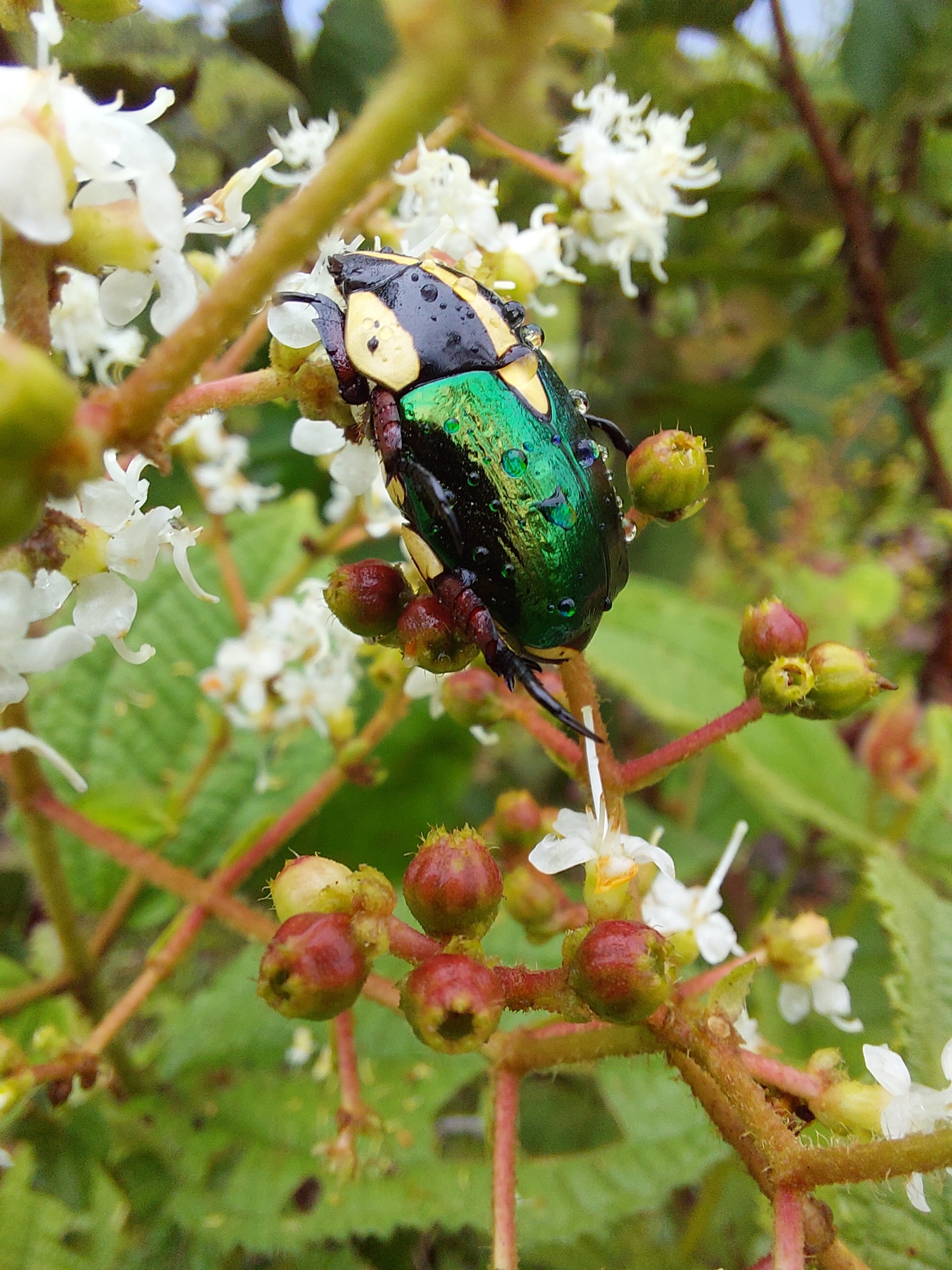 Rutela laeta (Weber, 1801)