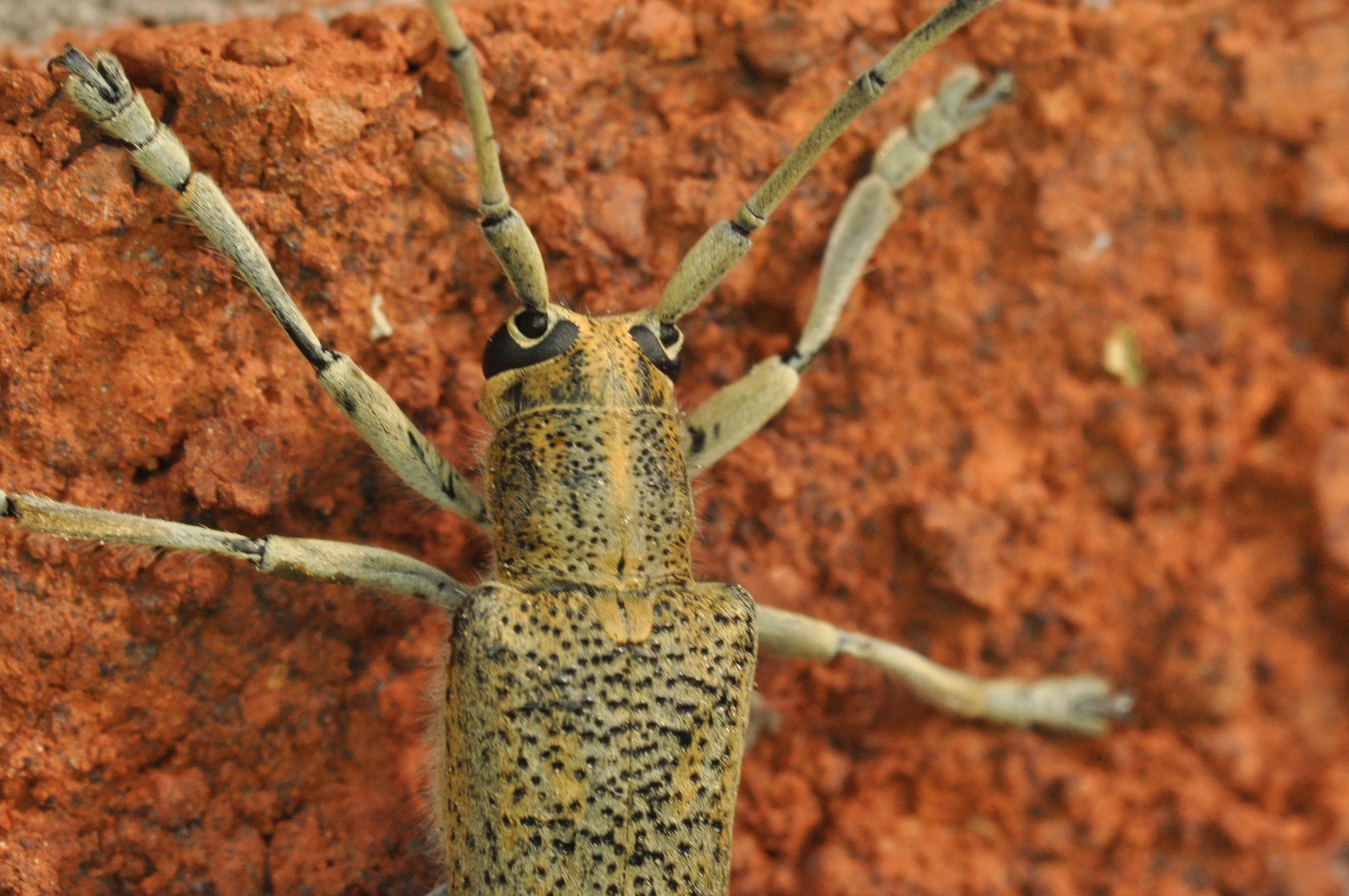 Saperda calcarata Say, 1824