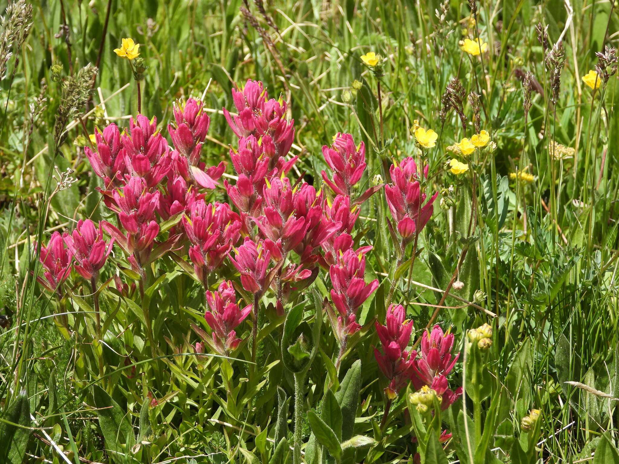 Castilleja rhexifolia Rydb.