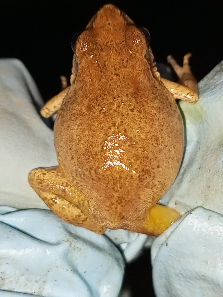 Frogs and Toads from Bonou, Bénin on June 16, 2022 at 10:23 PM by ONG ...